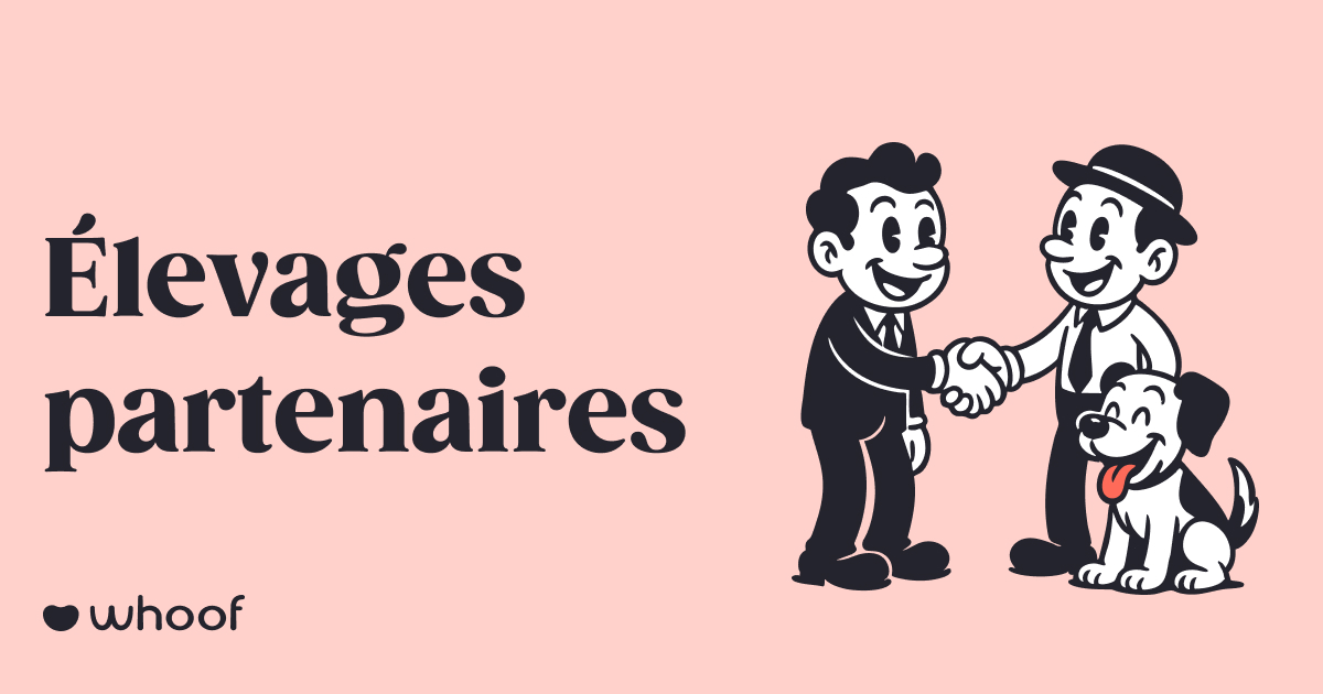 Tous les élevages de Chien De Berger Yougoslave De Charplanina | Whoof